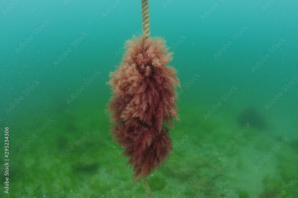 Fluffy red seaweeds growing on mooring rope in mid-water with flat ...