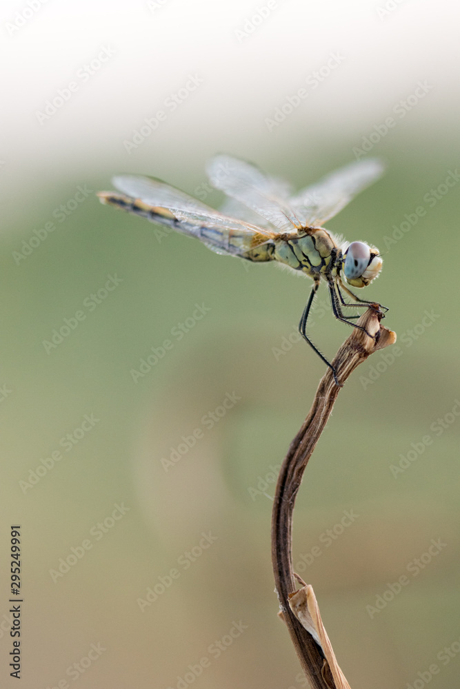 dragonfly in its habitat photo made with macro Stock Photo | Adobe Stock