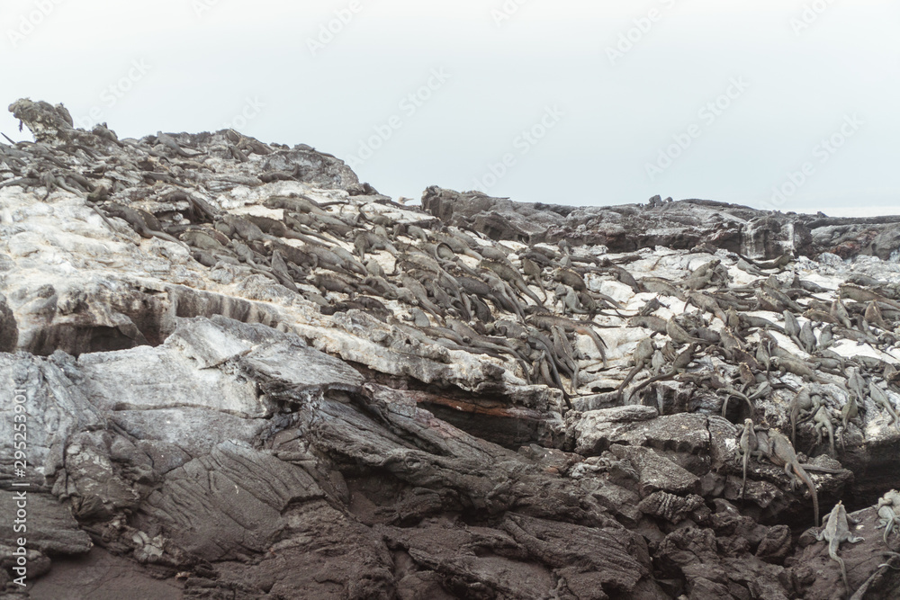 Galapagos Iguana lizard. Hundreds of wildlife. Group of of beautiful ...