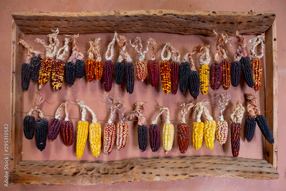 Gran variedad de mazorcas, maíz de colores, Sur América 스톡 사진 | Adobe Stock