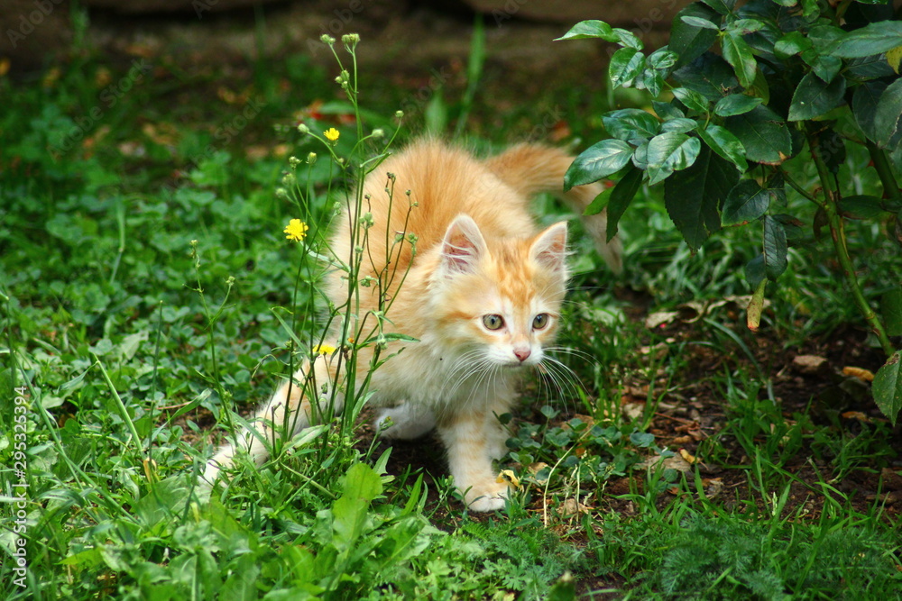 chatons roux et tigre Stock Photo | Adobe Stock