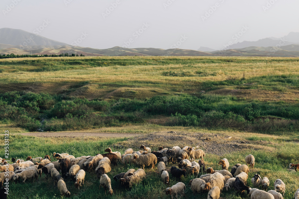 Iraqi Kurdistan landscape view of the Zagros mountains and herds of ...