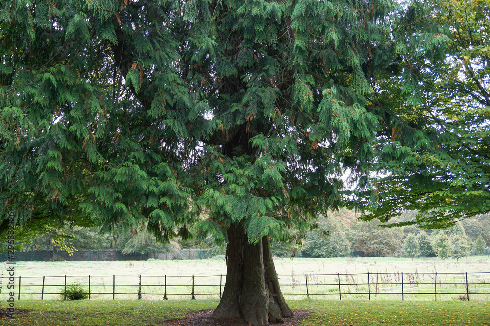 A western red cedar tree (thuja plicata), on the Farmleigh Estate in ...