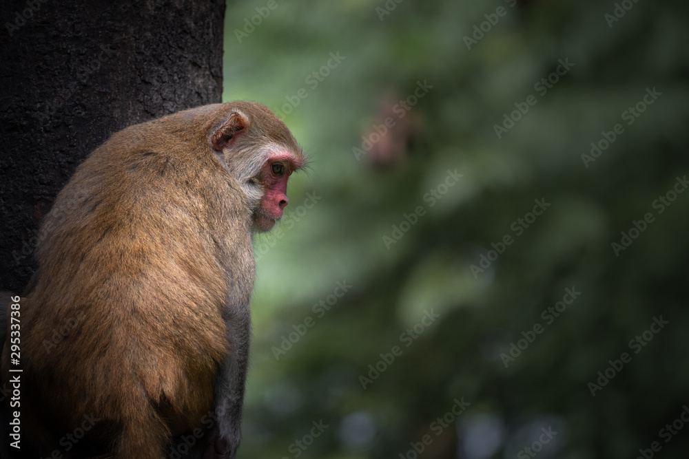 Red face monkey on a tree Stock Photo | Adobe Stock