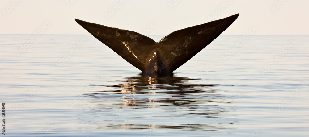 Ballena franca austral o meridional (Euabalaena australis),, Peninsula ...