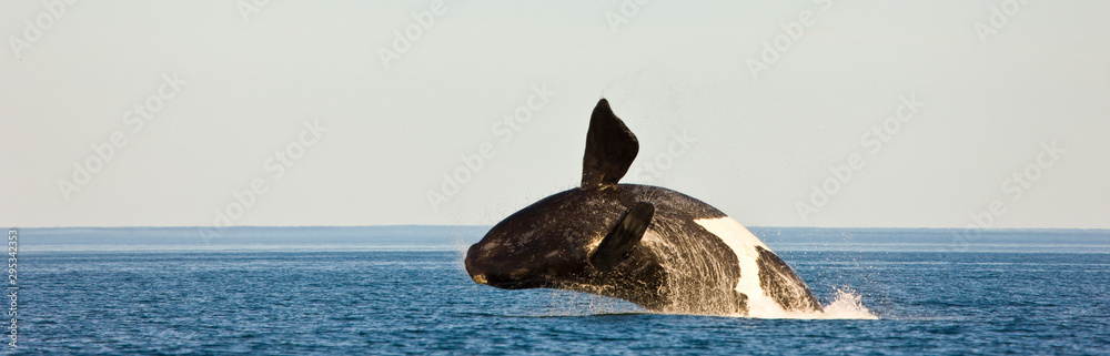 Ballena franca austral o meridional (Euabalaena australis),, Peninsula ...