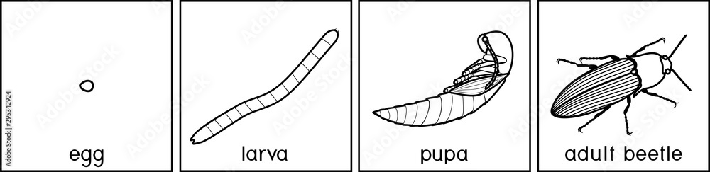 Coloring page. Life cycle of Click beetle (wireworm). Sequence of ...
