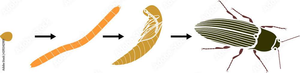 Life cycle of Click beetle (wireworm). Sequence of stages of ...