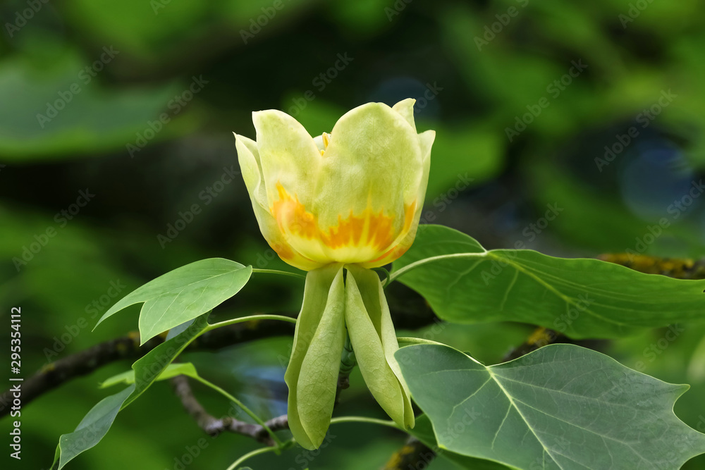 Blüte des Tulpenbaumes, Liriodendron tulipifera Stock Photo | Adobe Stock