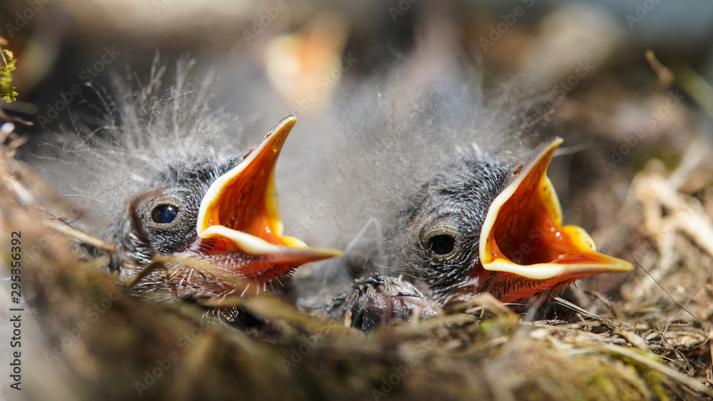 Close-up of tiny yellow beaks of newborn birds in the nest. Open beaks ...
