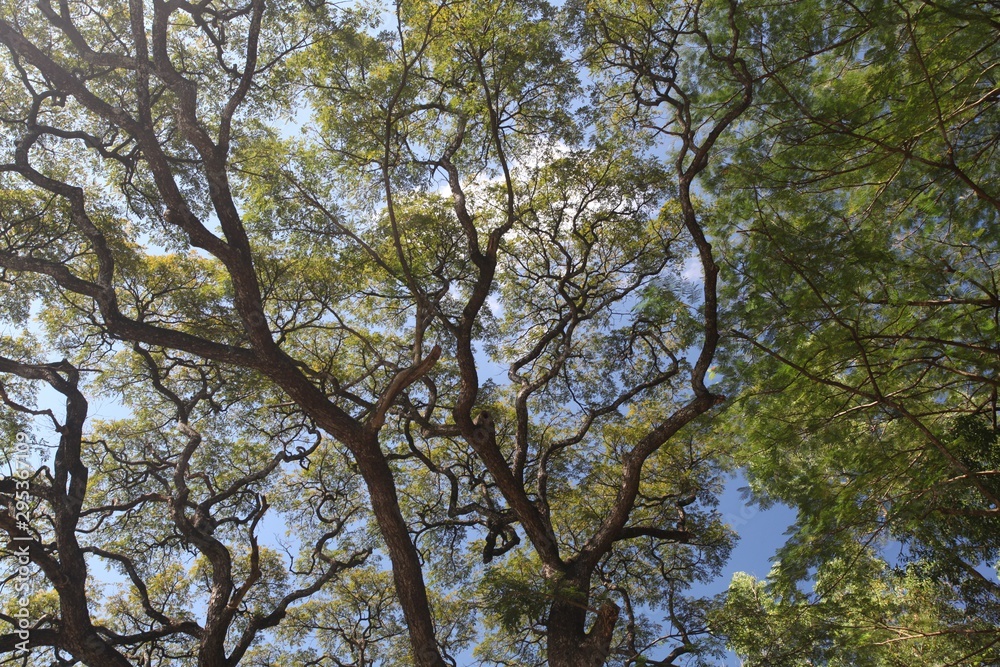 Low Angle Photography Tree