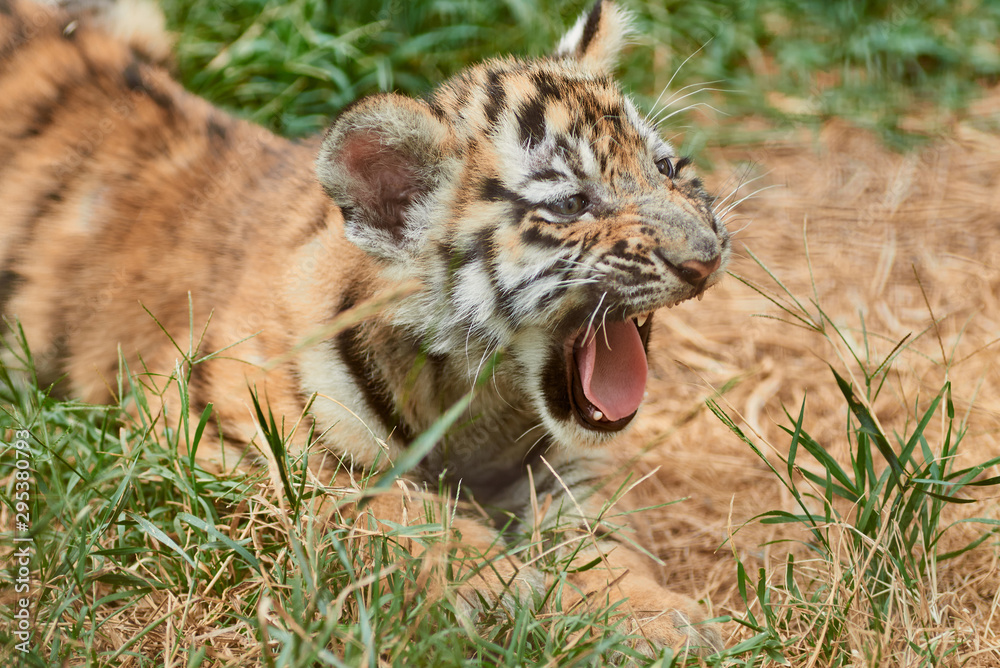 Tiger Cub Yawning
