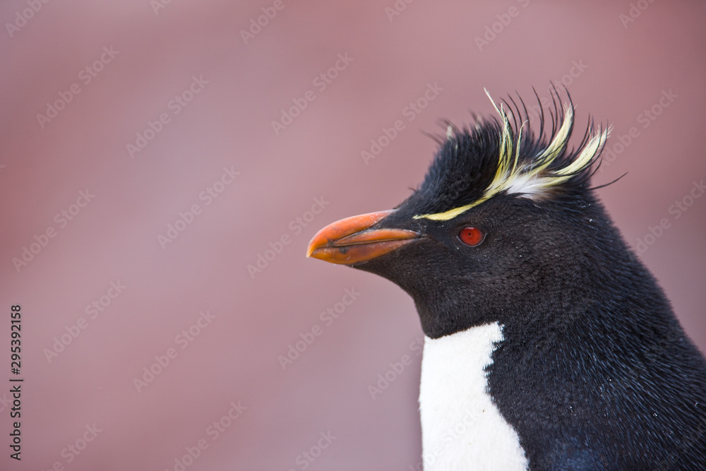 Pingüino de Penacho Amarillo (Eudyptes chrysocome), Isla Pingüino ...