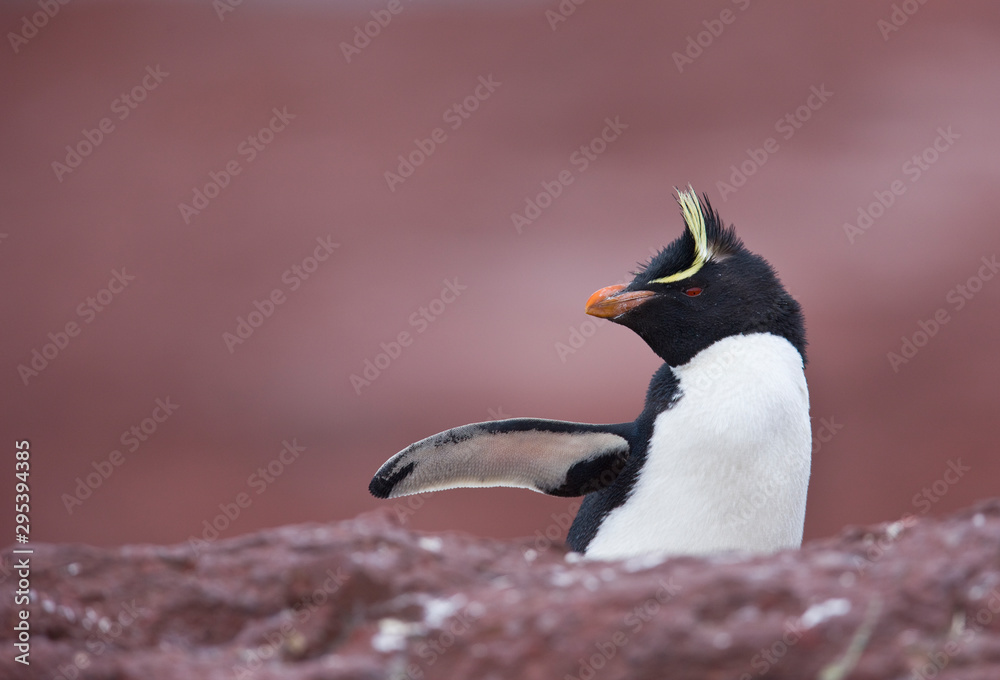 Pingüino de Penacho Amarillo (Eudyptes chrysocome), Isla Pingüino ...