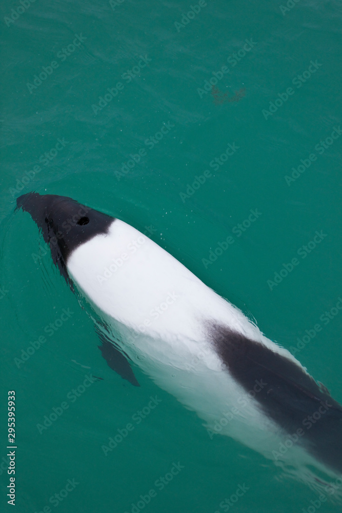 Delfin de Commerson o Tonina Overa (Cephalorhynchus commersonii),Ria ...