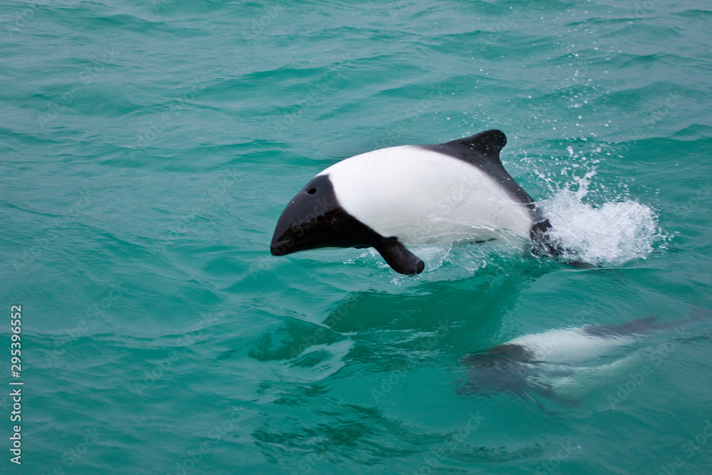 Delfin de Commerson o Tonina Overa (Cephalorhynchus commersonii),Ria ...