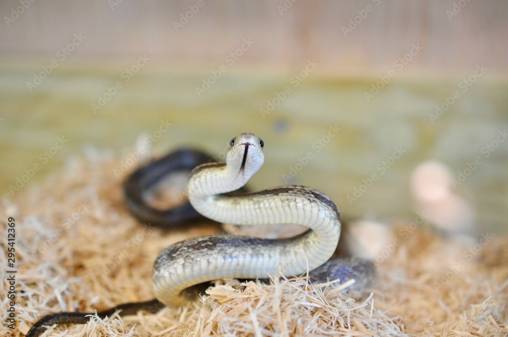 Baby rat snake with tongue out Stock Photo | Adobe Stock