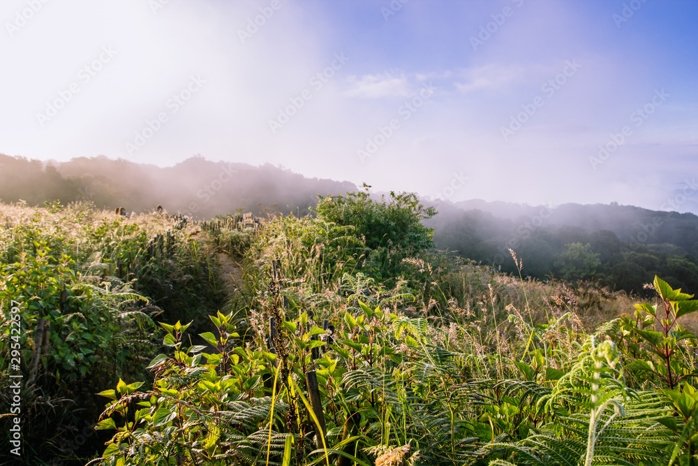 Nature landscape at the location Kio Mae Pan nature trail , Doi ...