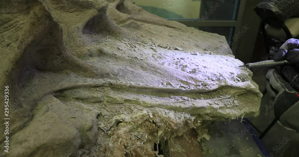 Science Paleontologist Dinosaur fossil bone working. Paleontology ...