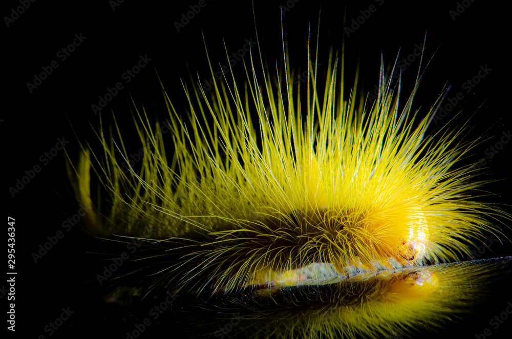 Caterpillar, The worm-shaped worm with yellow hairs on black background ...