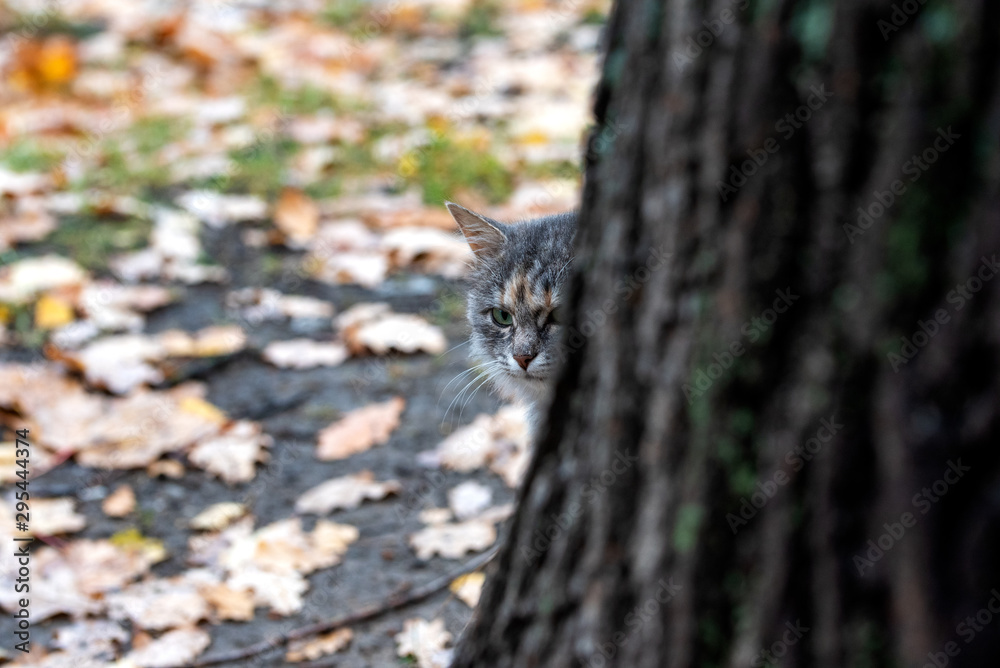 Cat Behind The Tree