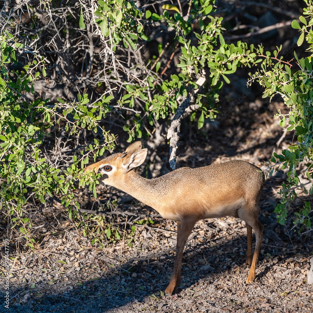 A Kirks Dik Dik -Madoqua kirkii- hiding in the bushes of Etosha ...
