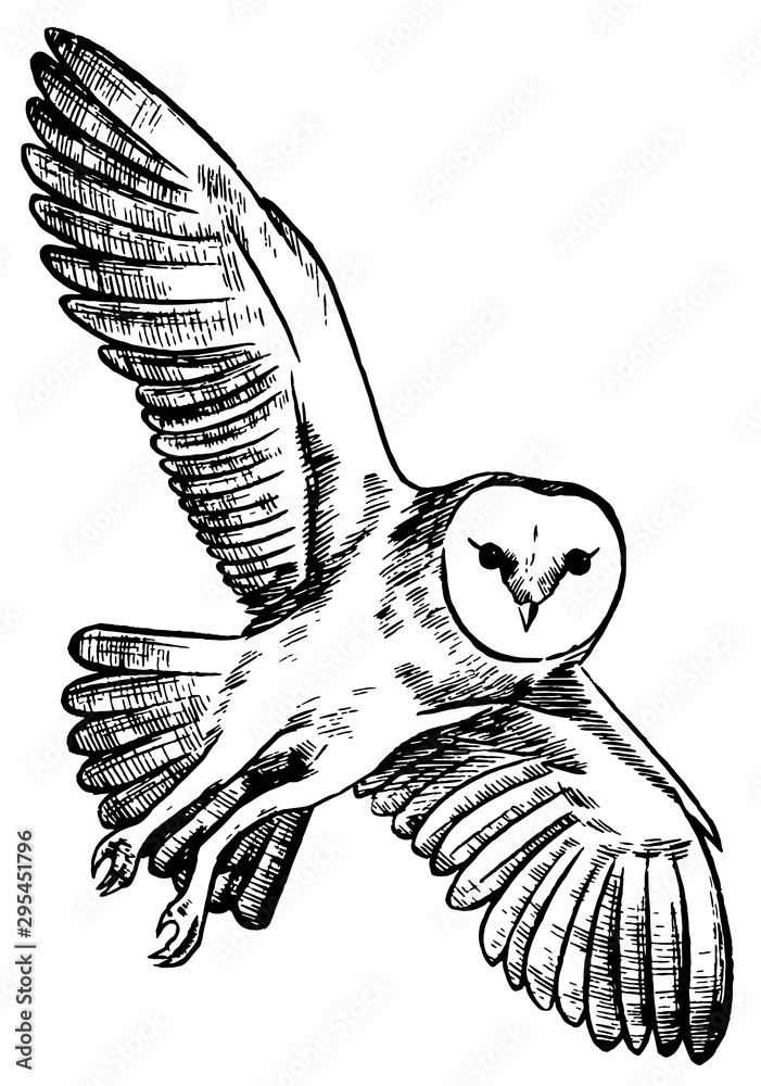 Flying Owl Design