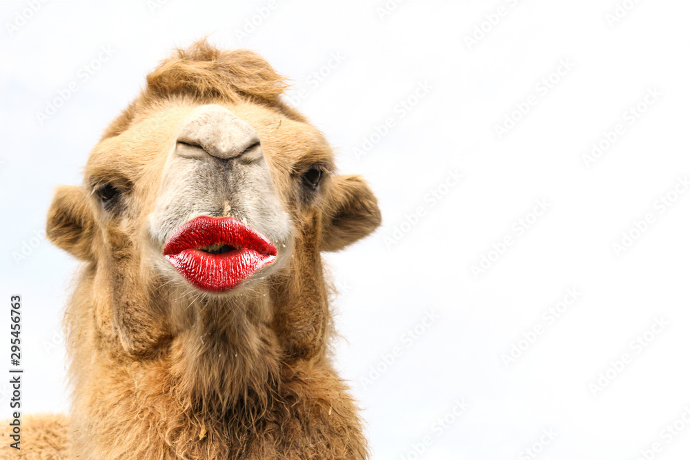 funny animal with kissing lips cards for a thank you, birthday ...