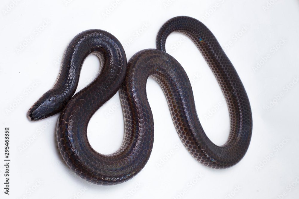 Xenopeltis unicolor. Common names: sunbeam snake is a non-venomous ...
