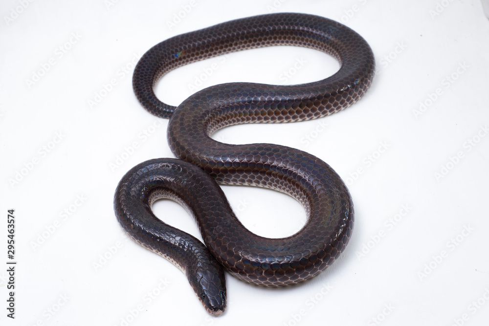 Xenopeltis unicolor. Common names: sunbeam snake is a non-venomous ...