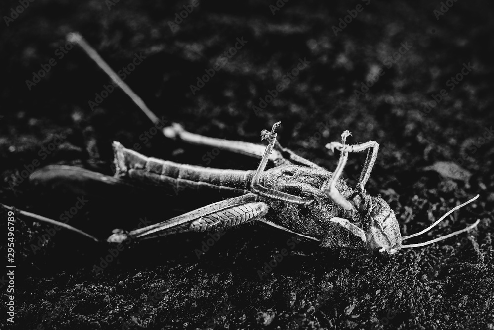 Dead insect in black and white, dramatic photography. Grasshopper ...