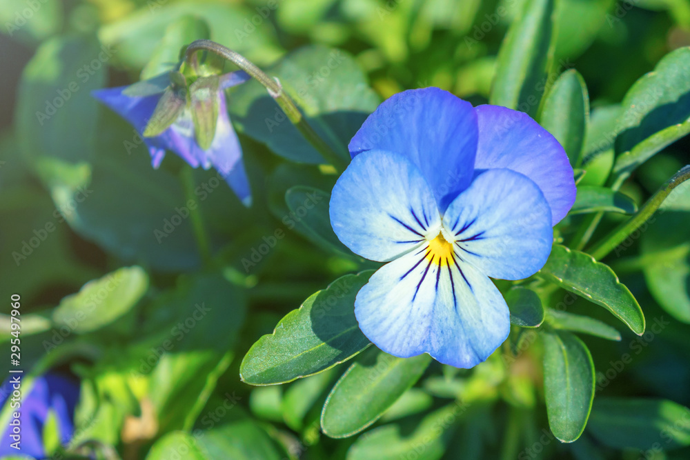 Blue Pansy Flower