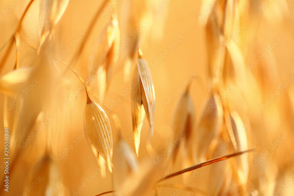 oat field Stock Photo | Adobe Stock