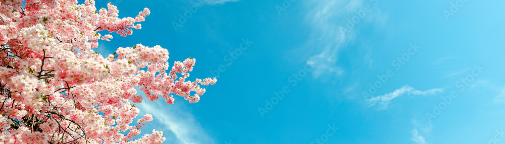 cherry blossom tree in springtime with blue sky, panorama or banner ...