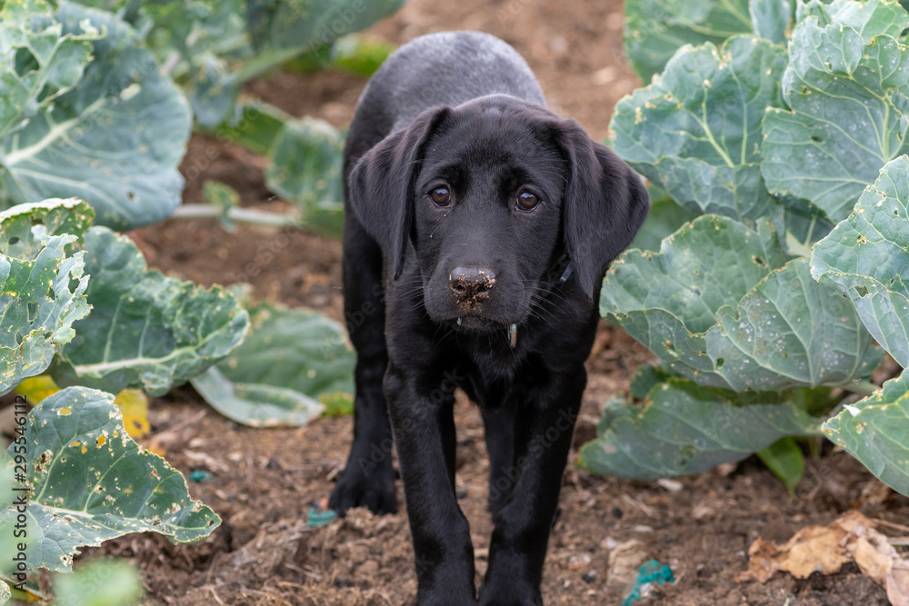 Black Lab Puppy 12 Weeks