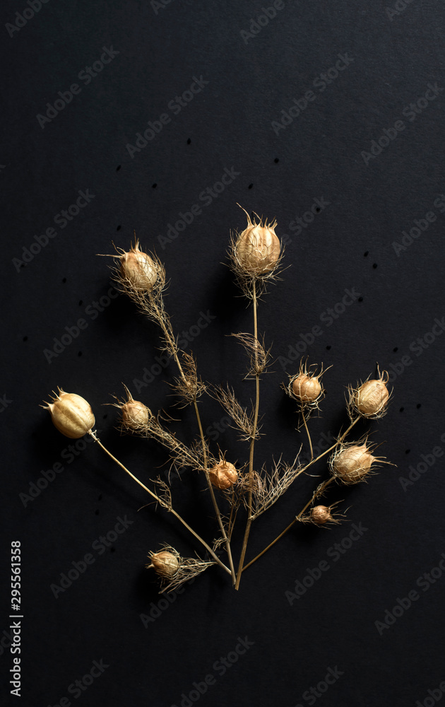 love in a mist flower seed pods on dark chalkboard background, black ...