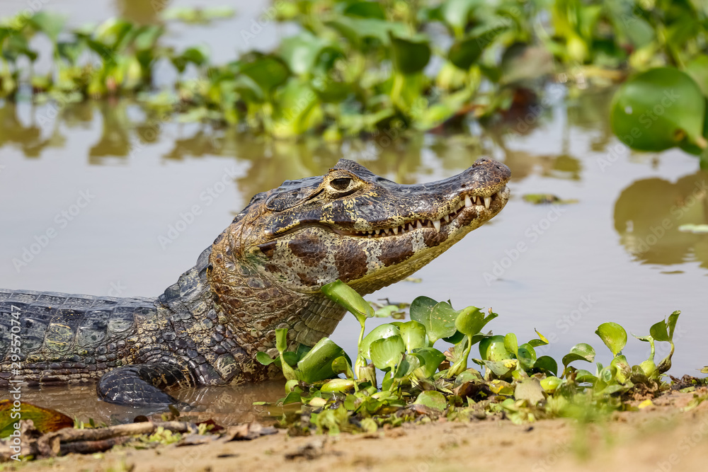 Black Caiman lying at lake shore, head up, side view, natural ...