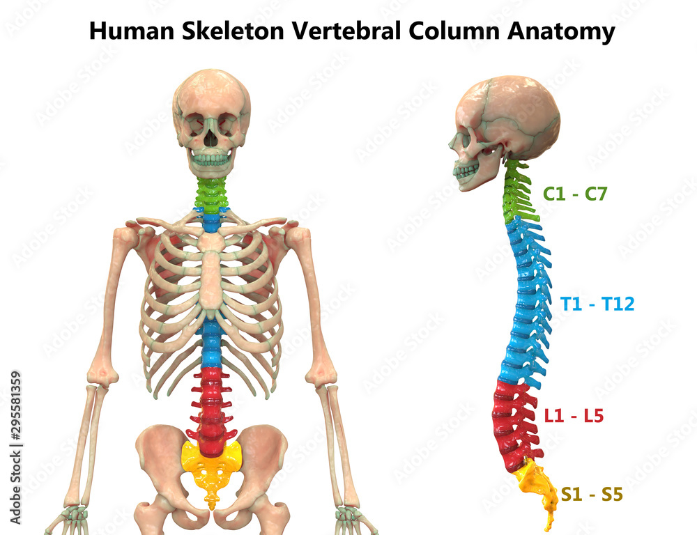Skeletal System Vertebral Column