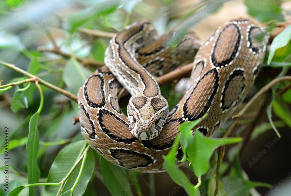Russell's viper ( Daboia russelii ) on branch of tree. Venomous snake ...