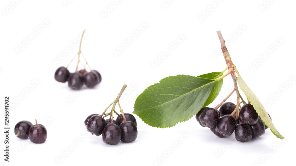 Branches of black chokeberry (Aronia melanocarpa) with green leaves ...