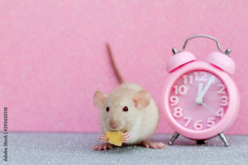 The little white fluffy rat is the symbol of 2020. A pet sits near a ...