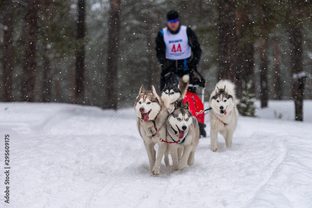 Sled dog racing. Husky sled dogs team pull a sled with dog musher ...