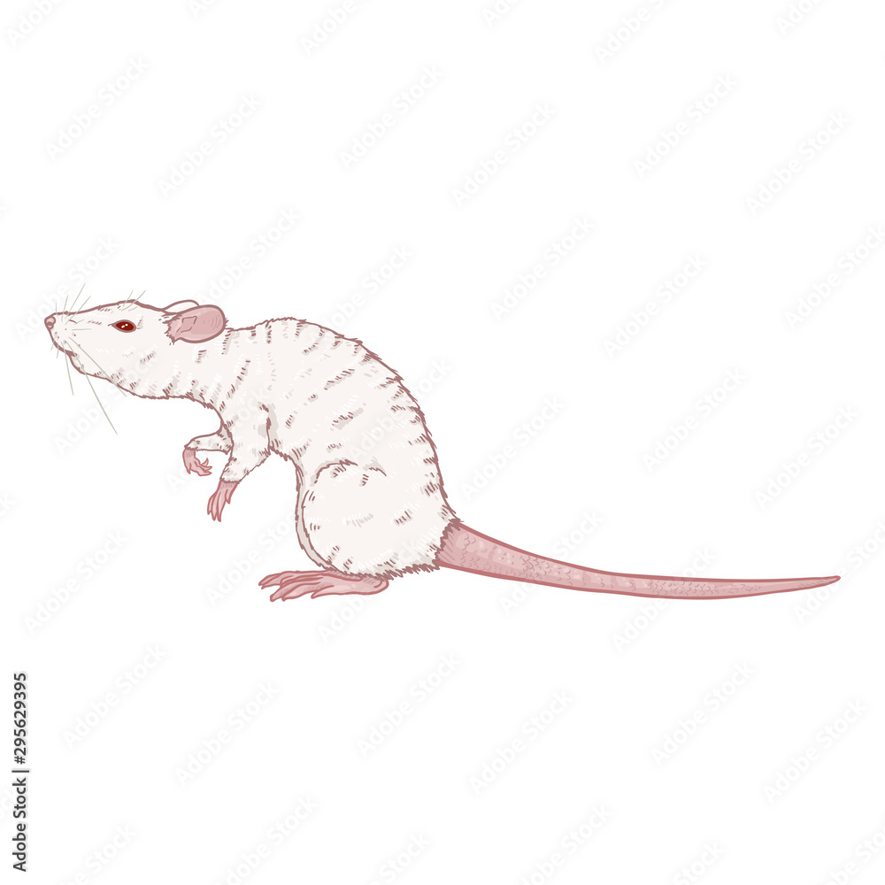 Vector Cartoon Illustration - Albino White Rat Stock Vector | Adobe Stock