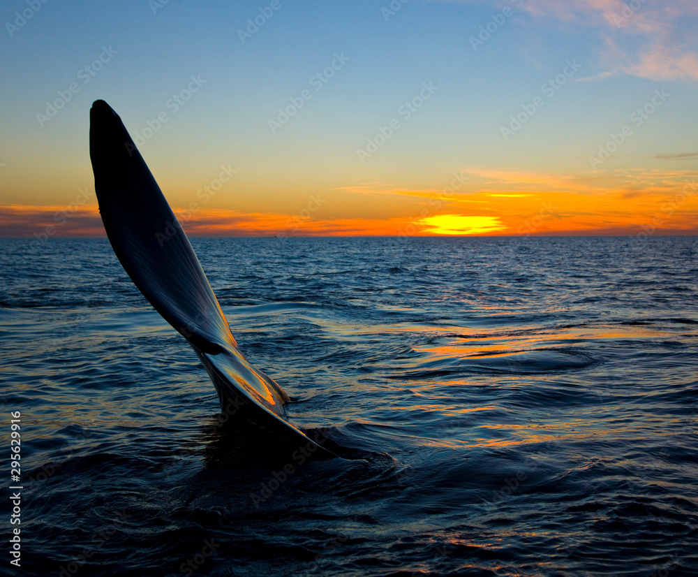 Ballena franca austral o meridional (Euabalaena australis),, Peninsula ...