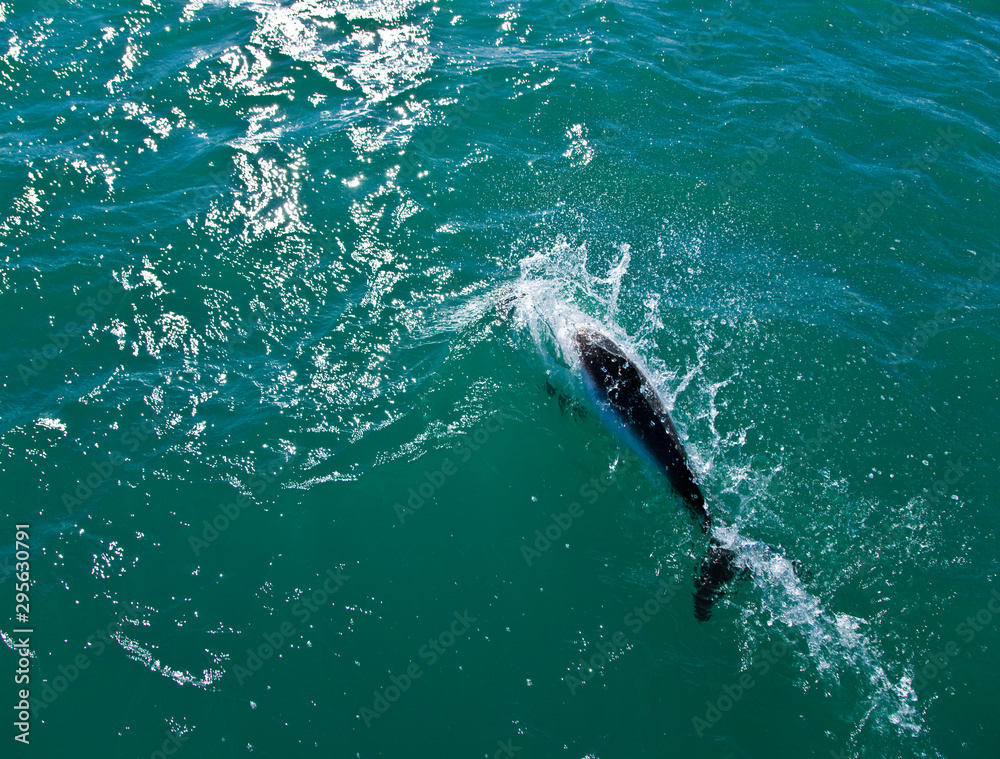 Delfin de Commerson o Tonina Overa (Cephalorhynchus commersonii),Ria ...