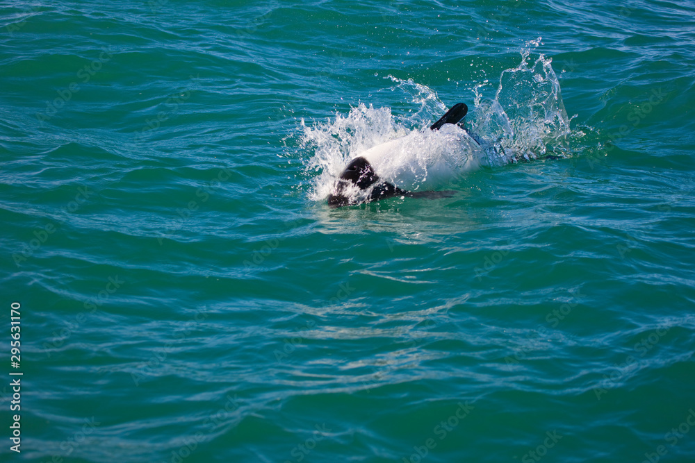 Delfin de Commerson o Tonina Overa (Cephalorhynchus commersonii),Ria ...