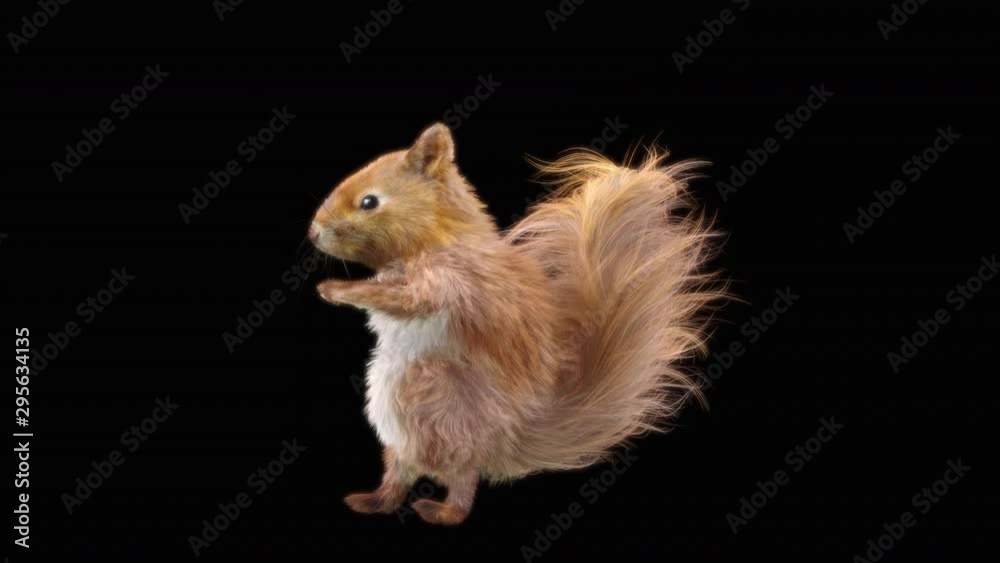 Squirrel, dance, 3d, rendering, animal, realistic, Animation, Loop ...