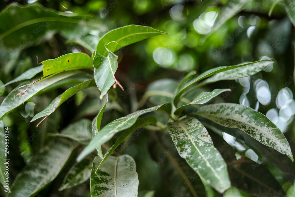 Beautiful mango tree leaf landscape with bokeh effect background and ...