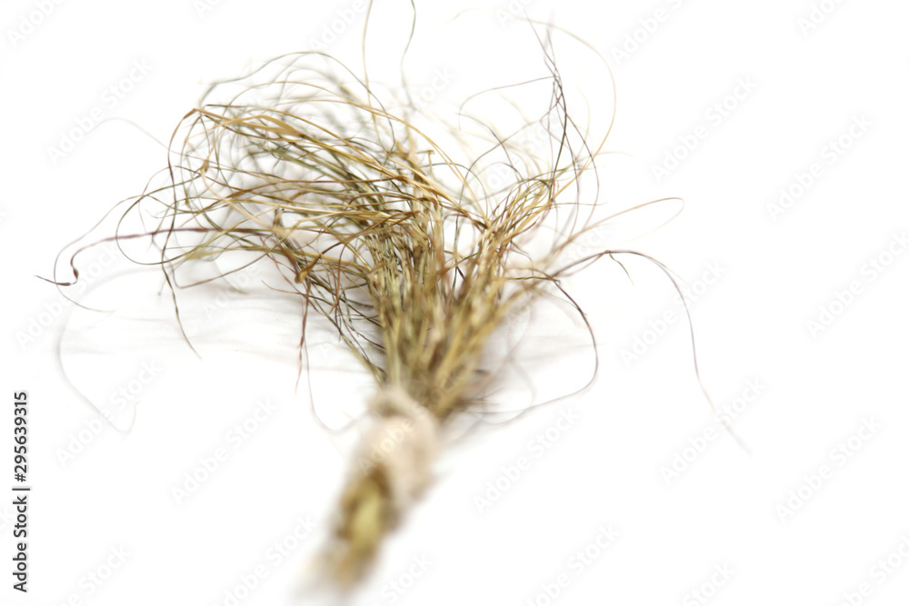 Durva (Doorva) grass or Bermuda grass or cynodon doctylon also called ...