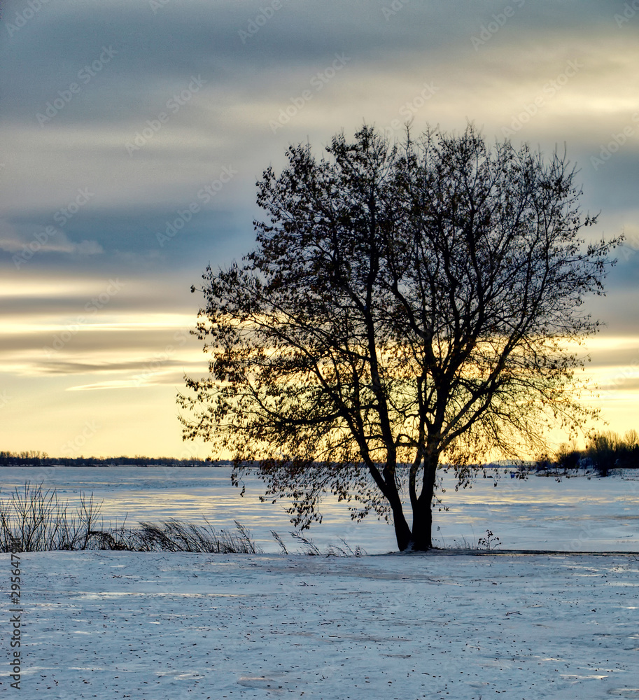Arbre solitaire Stock Photo | Adobe Stock